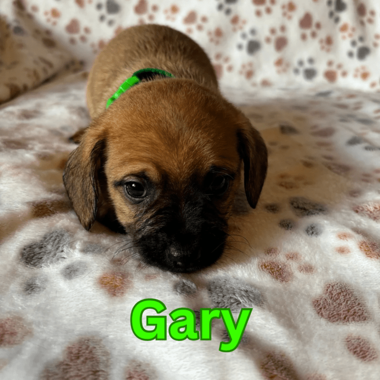 Adoptable Dogs – Oklahoma Westie Rescue