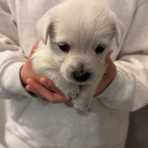 Adoptable Dogs – Oklahoma Westie Rescue