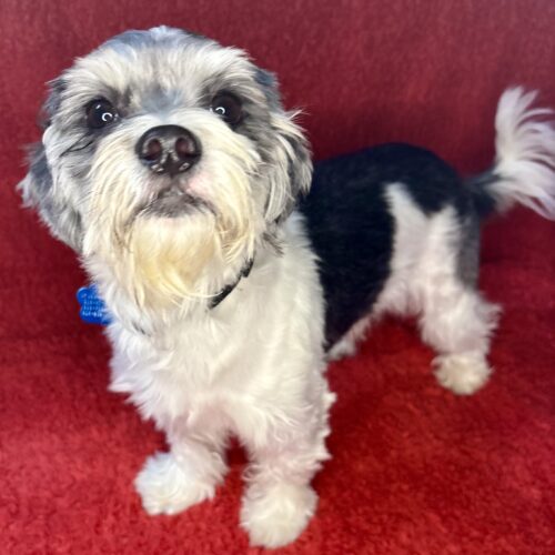 Adoptable Dogs – Oklahoma Westie Rescue