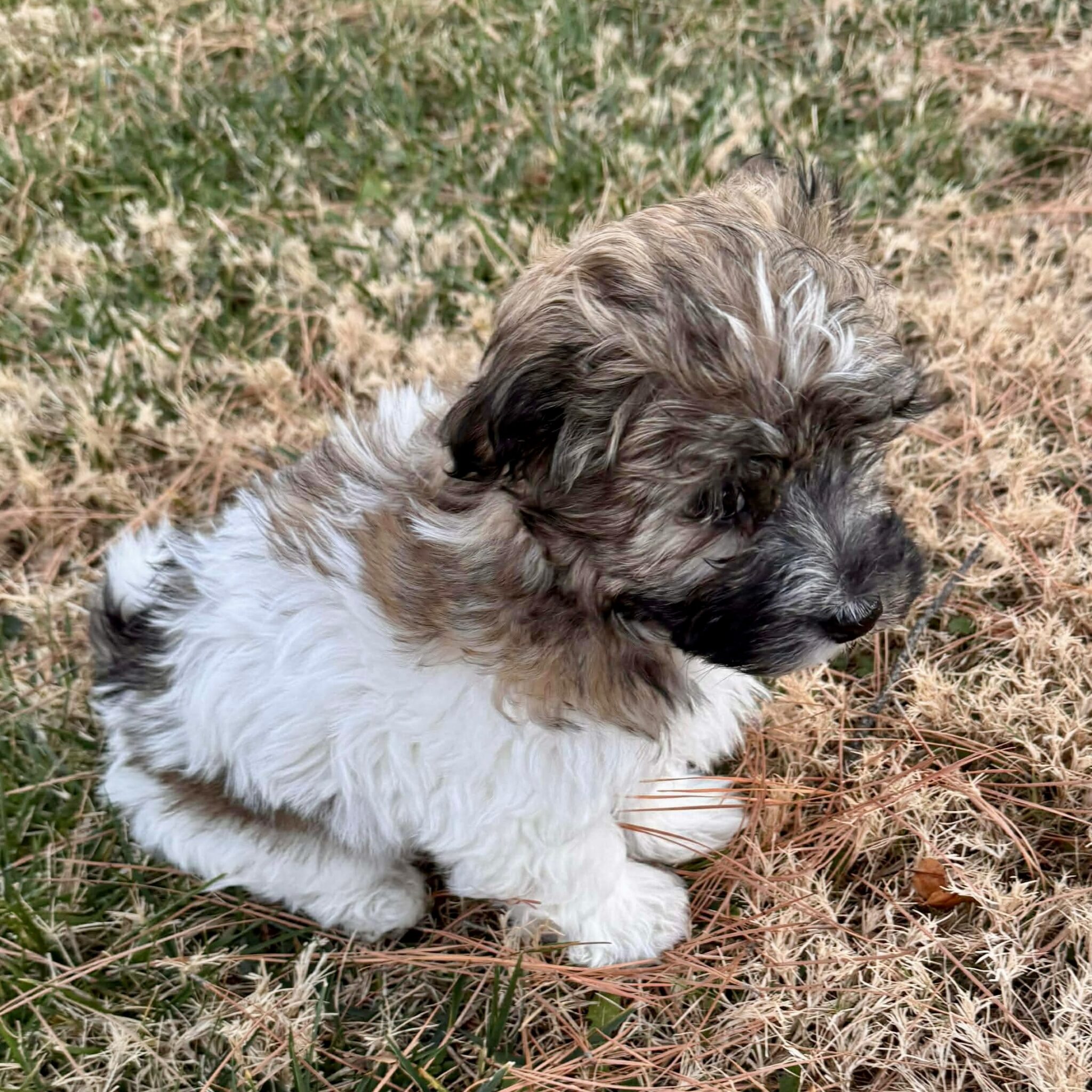 Reed Timmer – Oklahoma Westie Rescue