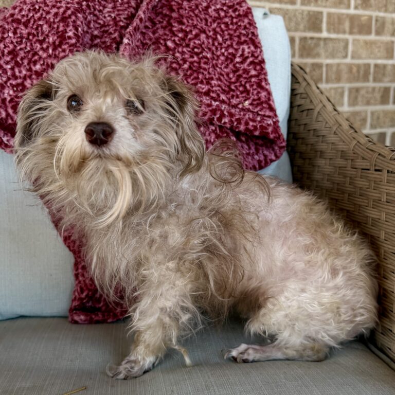 Emily Sutton – Oklahoma Westie Rescue